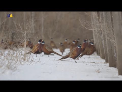 Pheasants Rearing | My Land - YouTube