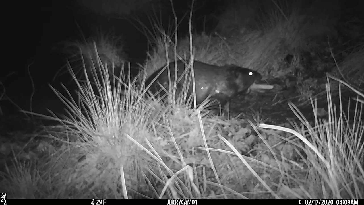 Beaver Cam for Feb. 20, 2021 - YouTube
