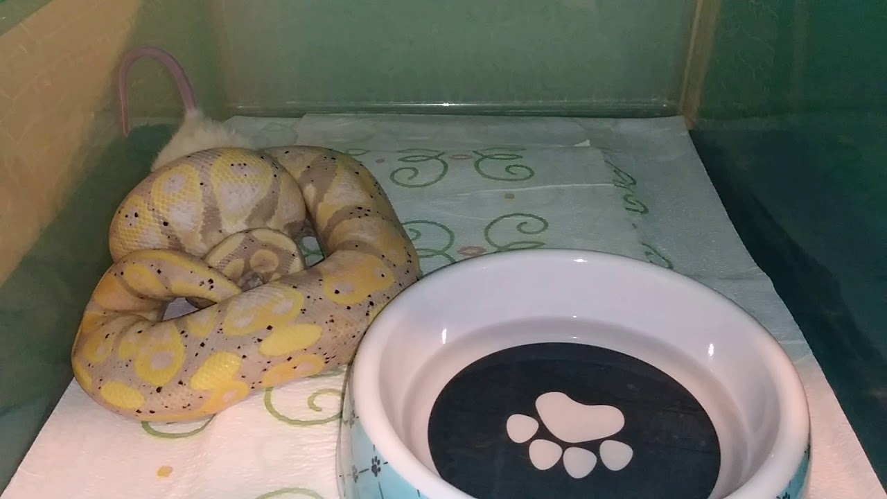 Live Feeding Part 1 - YouTube