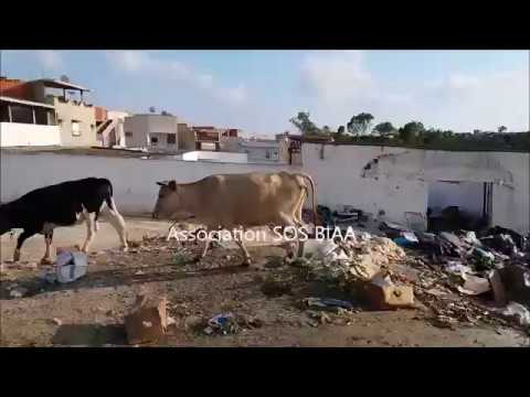 Jbel Lahmar Tunis - YouTube