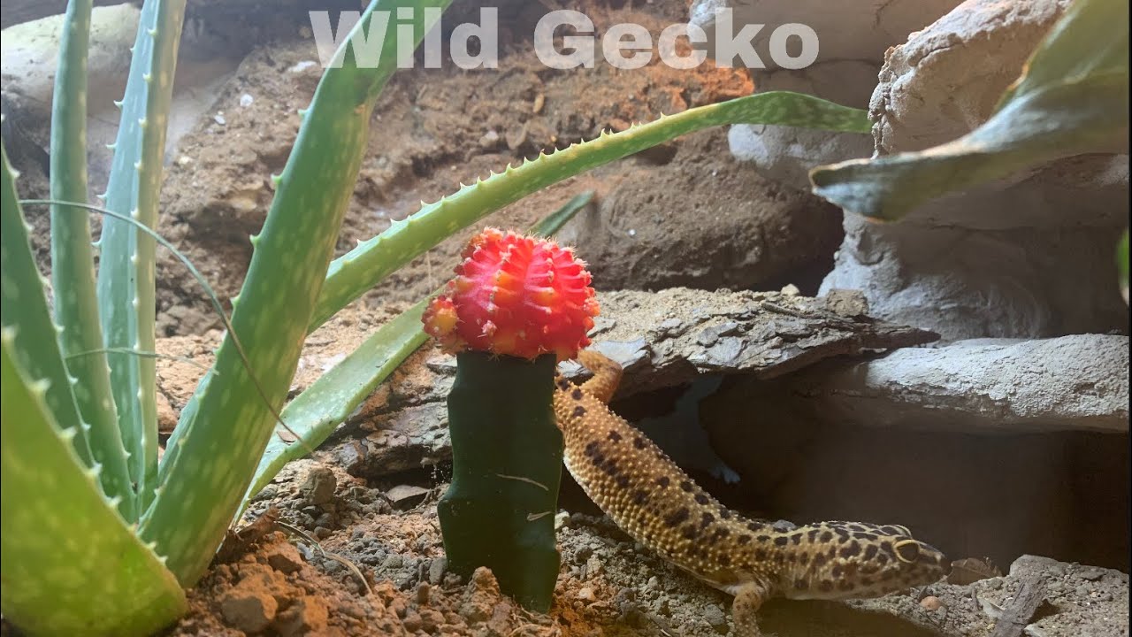 Eublepharis macularius [ Leopard Gecko ] Hunting roaches - YouTube