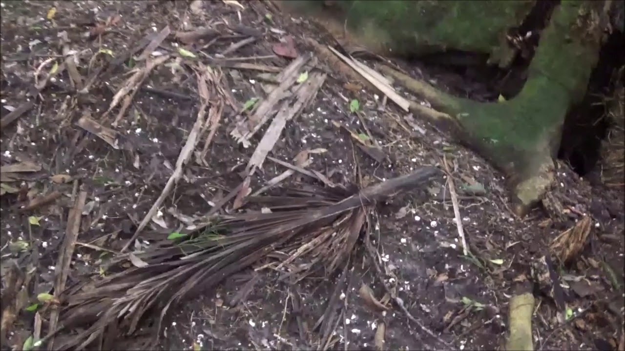 Ancient Indian Midden at the Silver River - YouTube
