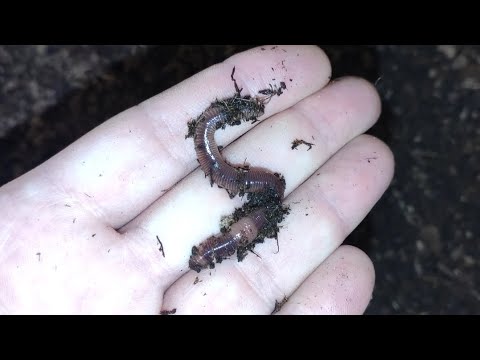 СЕКРЕТ ДЕНДРОБЕНЫ ПОСМОТРИ - YouTube