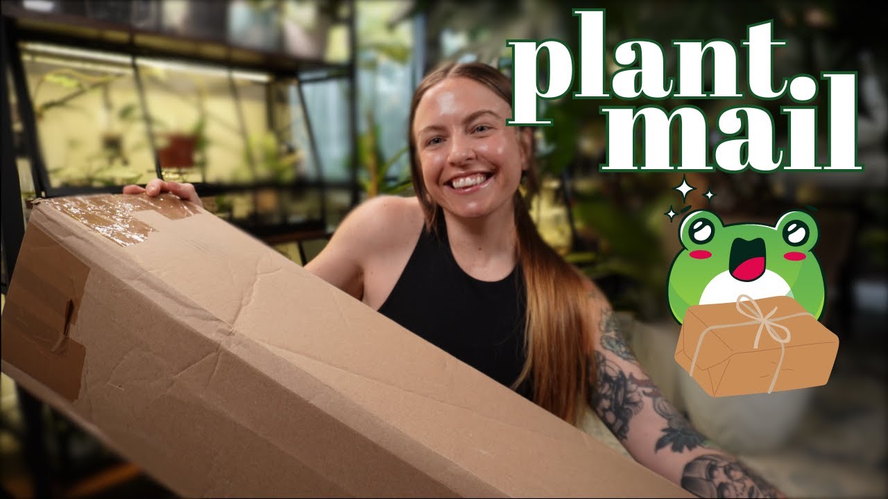 HUGE variegated houseplant unboxing | Beautiful plant mail with ...