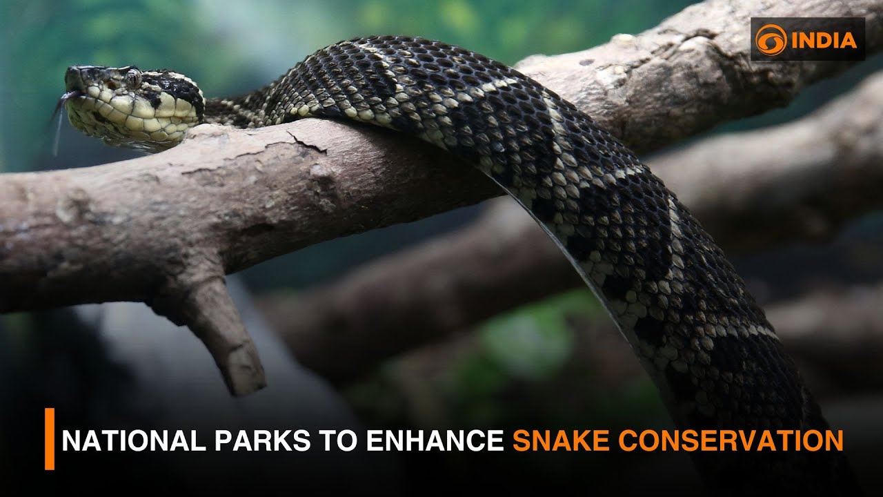 National Parks to enhance Snake Conservation | DD India - YouTube