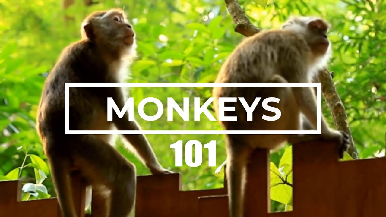 Monkeys 101 - The Cutest Monkeys - YouTube