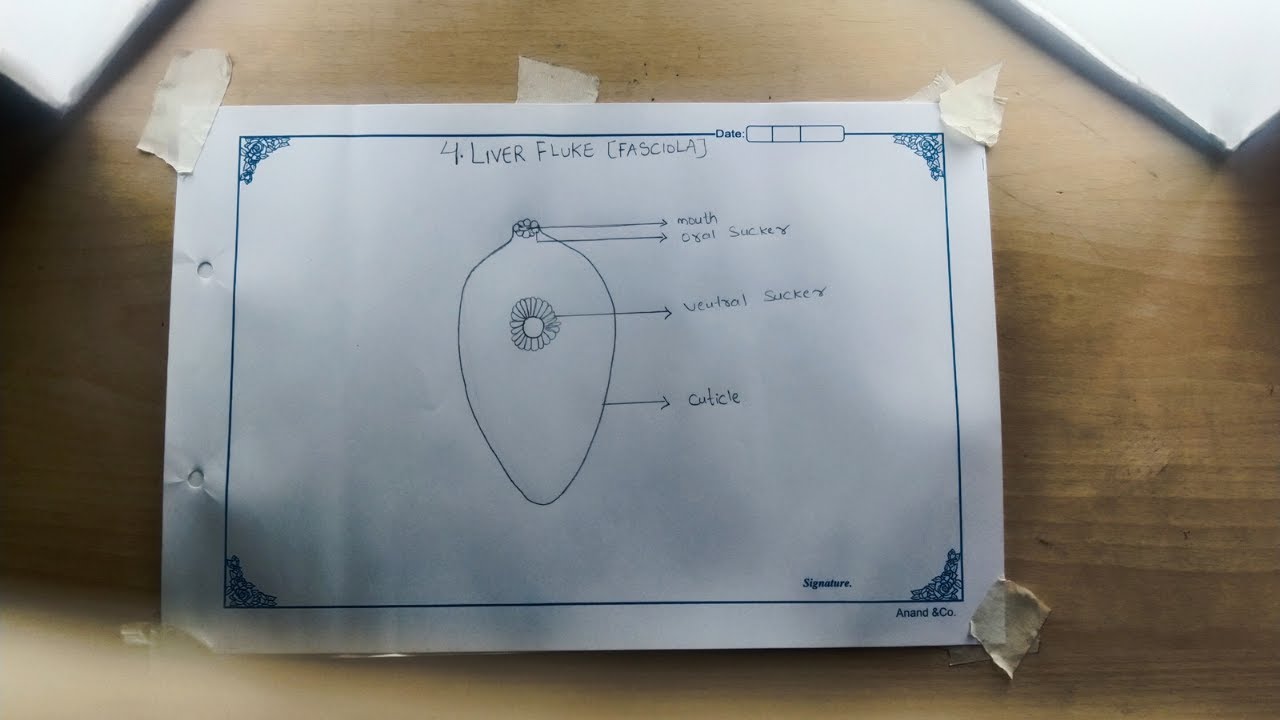 #Intermediate #115 zoology practical record. How to draw liver fluke ...