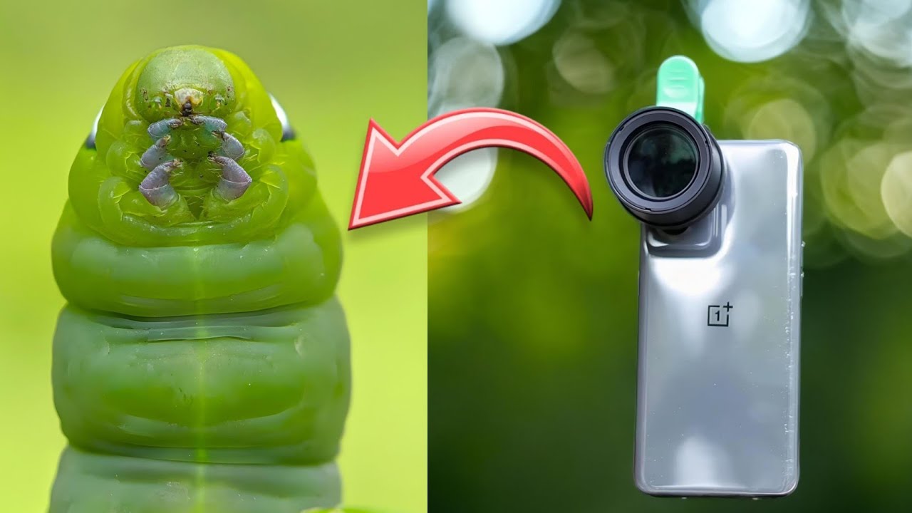 Nikon L810 Macro Lens - Best Sample Shots By our Lens Users / Prosumer ...