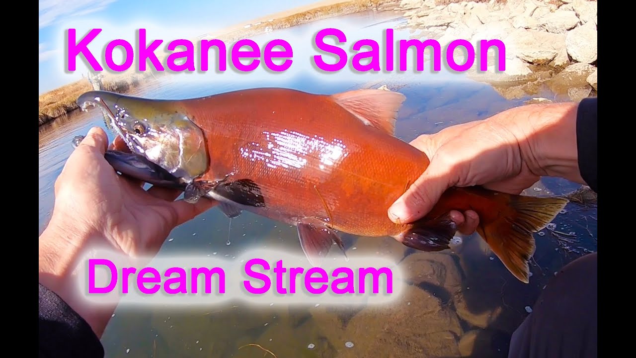 Dream Stream Kokanee Salmon Fly Fishing Action Platte River - YouTube