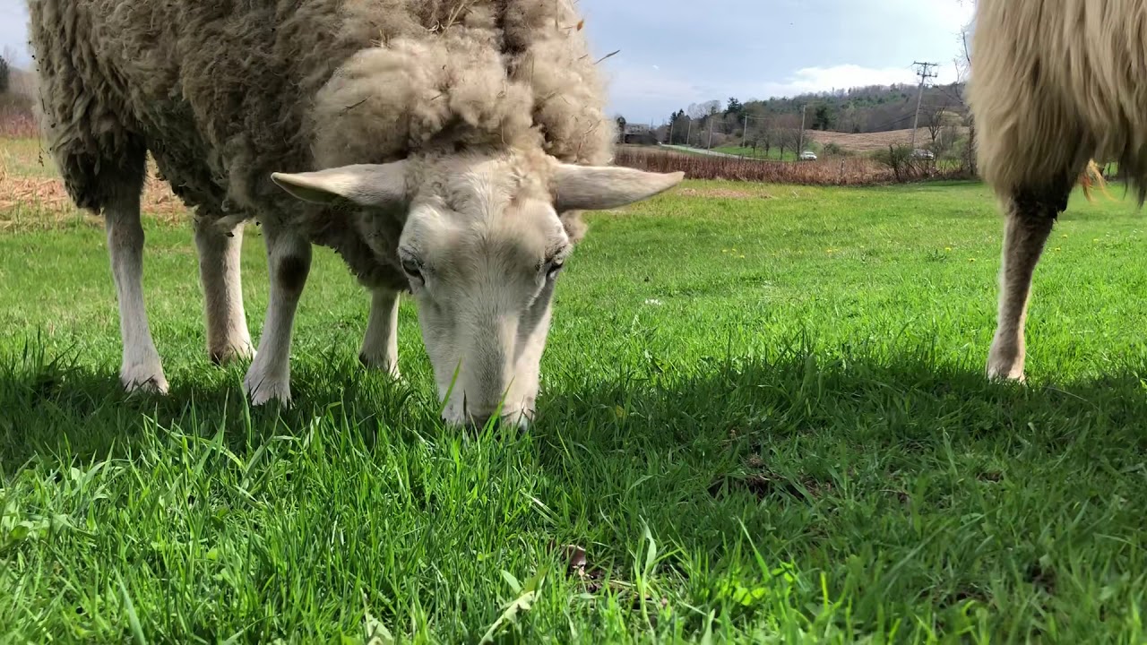 First Grass - YouTube