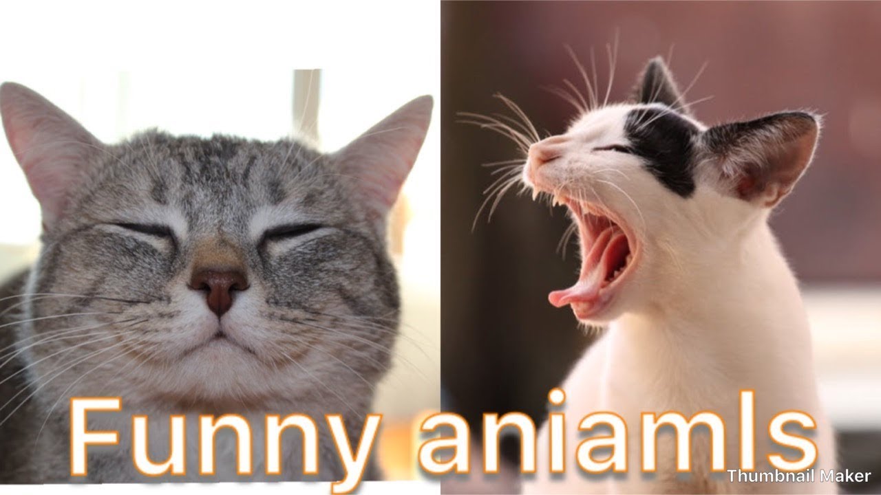 Funny Animals| Hindi dubbed | Talking Animals | Chetan Sehgal Vines ...