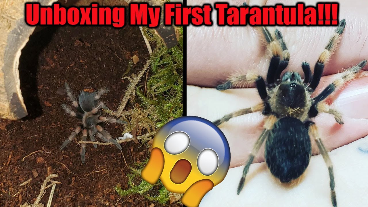 My First Tarantula (Unboxing Video) - Loveable Spoods - YouTube