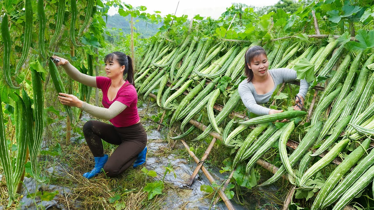 Harvesting Japanese Luffa Goes To Market Sell - Cook Pork Stuffed with ...