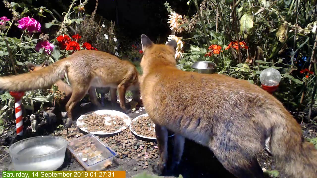 Foxheaven Dublin Ireland Live stream. 2 Foxes. - YouTube
