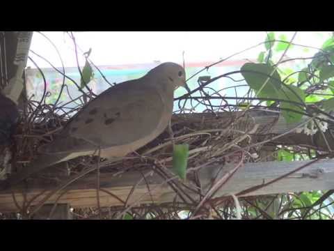 Mourning Doves_2&3 Day Chicks Perish Overnight, Adults Confused_4-25-14 ...