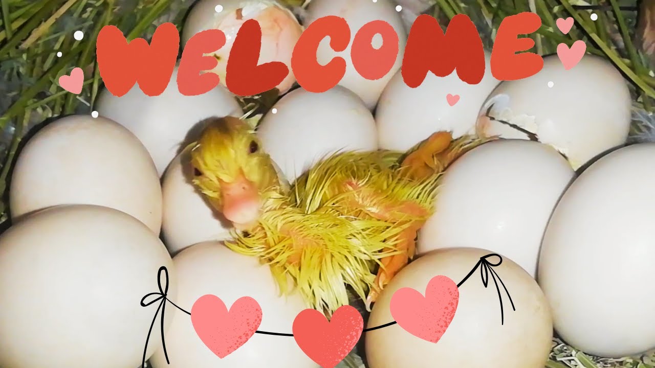 The first minute of life. The newborn ducklings are coming. Welcome ...