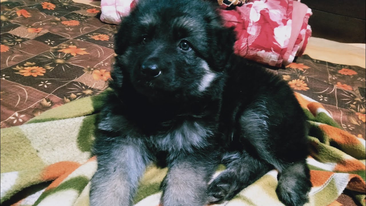 German shepherd dog || slow motion running || Indian GSD Diaries ...