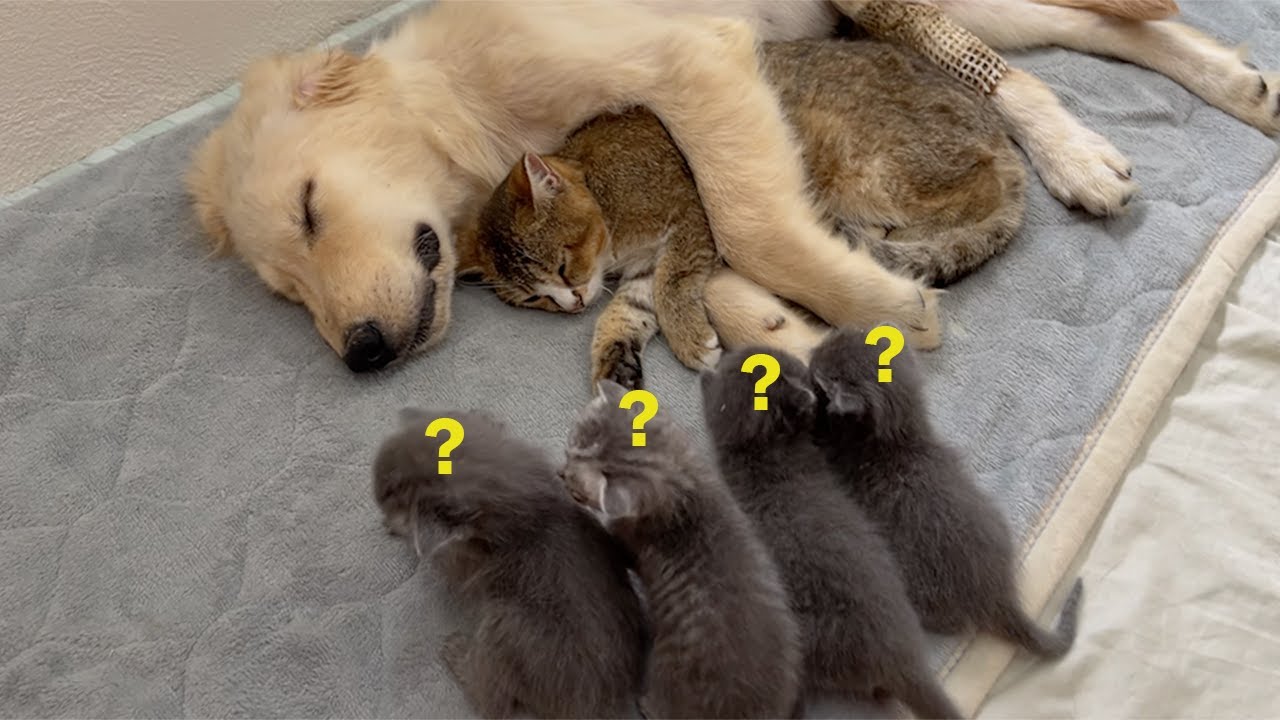 Kittens Catch Golden Retriever Hugging Their Cat Mom – What Happens ...