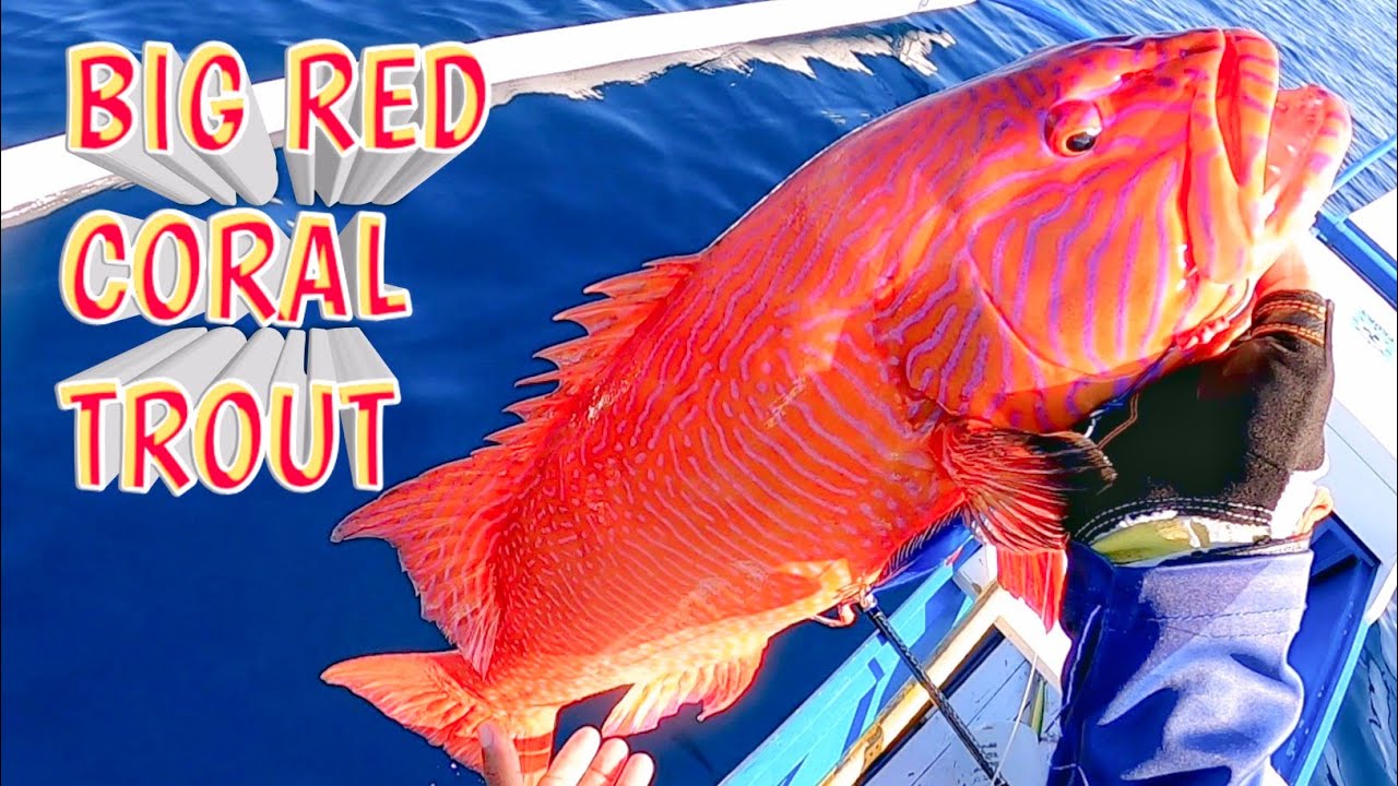 BIG RED CORAL TROUT AND GREAT BARRACUDA - YouTube