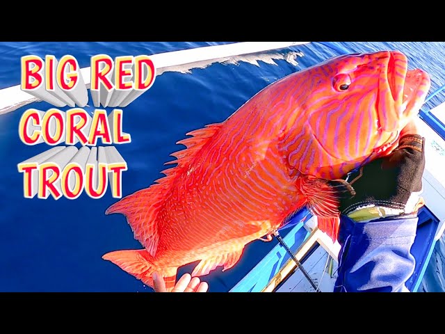 Red Coral Fish Coral Beauty Angelfish Tiger Tail Angelfish Dwarf