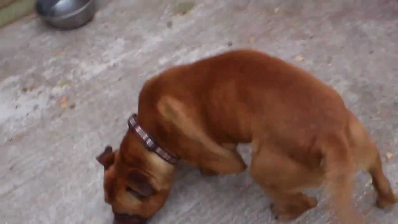 RIP poor blind staffy boy Rhett aka Stevie - YouTube