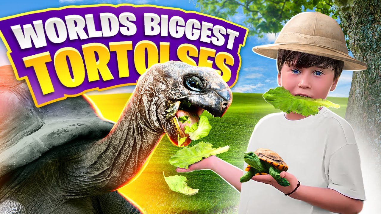 The world's Largest Tortoise bit my Finger! - YouTube
