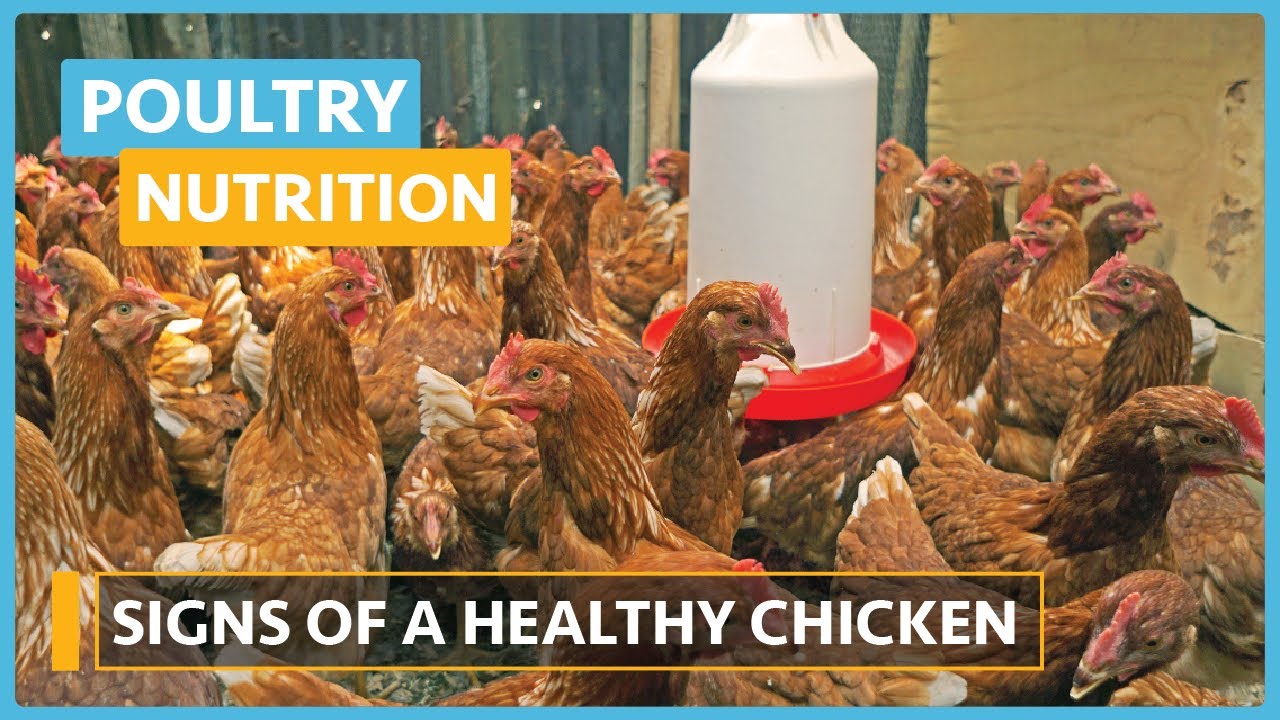 Poultry Nutrition (Lesson 7) - Signs of a Healthy Chicken - YouTube