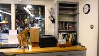 Video: Wallace the cat greets customers at Downtown Home and Garden