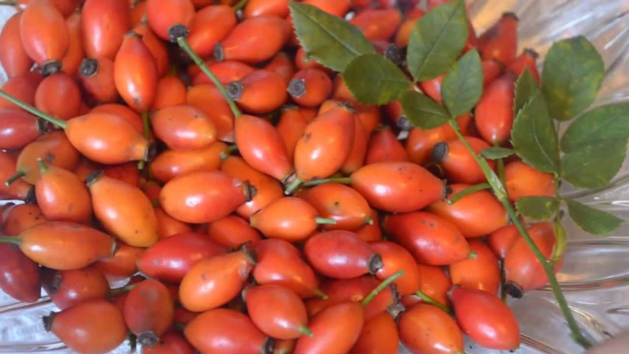Rosehips - Rosa Palustris (Swamp Rose) Medicinal Plants - YouTube