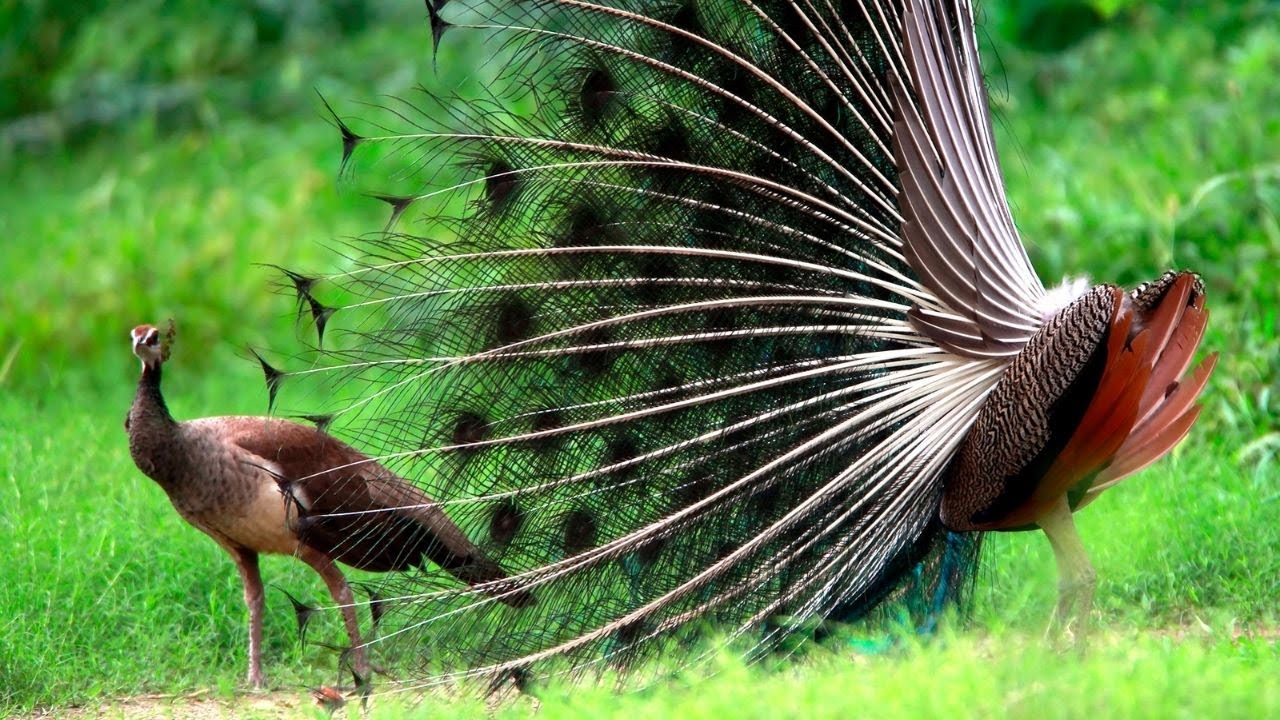Beautiful Peacock Dance to Attract a Peahen in a Forest |Peacock Dance ...