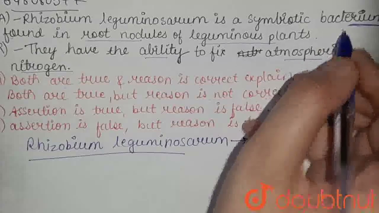 Rhizobium Leguminosarum