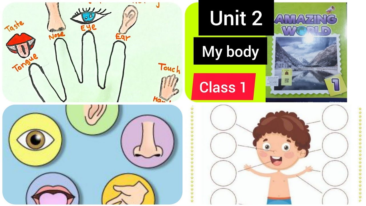 Amazing world 🌍 book 1unit 2 My Body 👅👁️ 👃👏👂 five senses | sense organs ...