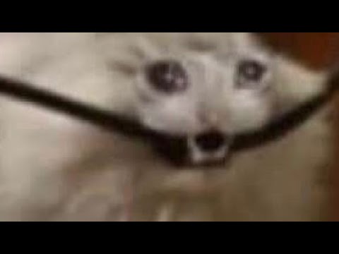 Random low quality meme compilation#12 - YouTube