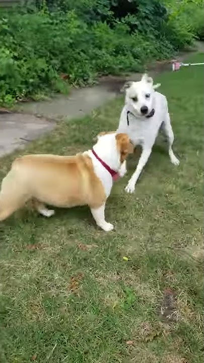 Crazy dogs playing - YouTube