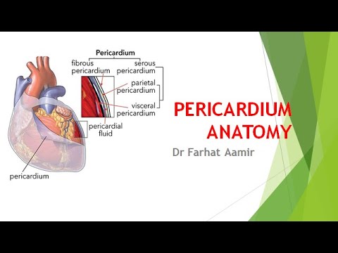 Pericardium Anatomy - YouTube
