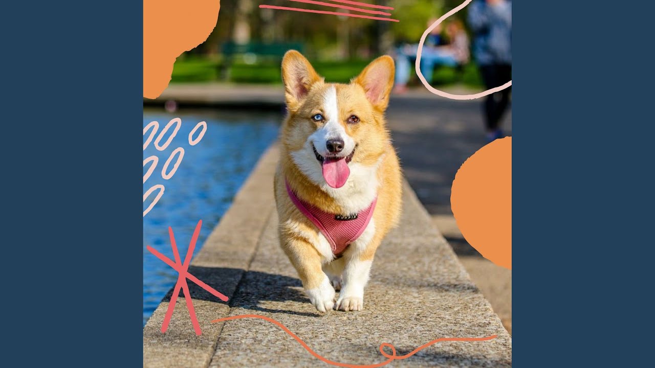 Hot Dog Training - YouTube