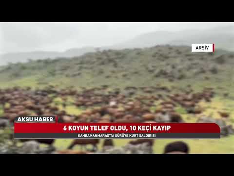 Two Wolves Attacked the Herd! 6 Sheep Dead, 10 Goats Missing in Kahramanmaraş