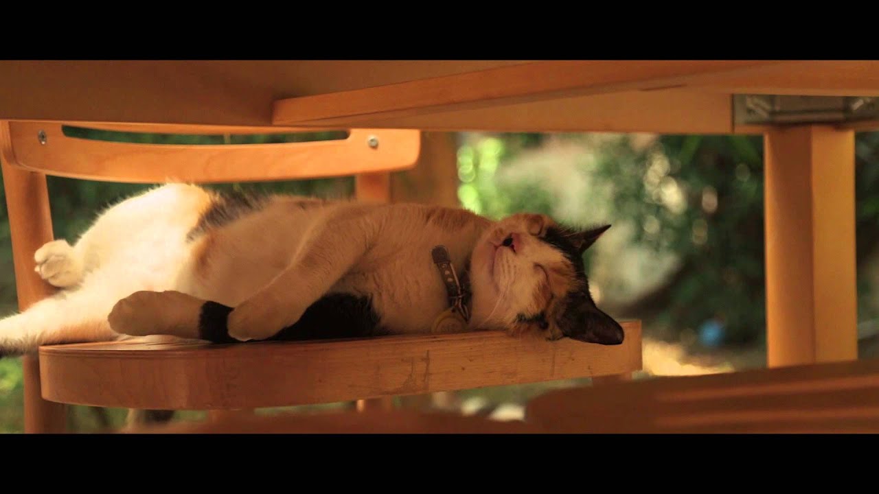 Perfect Cats! - YouTube