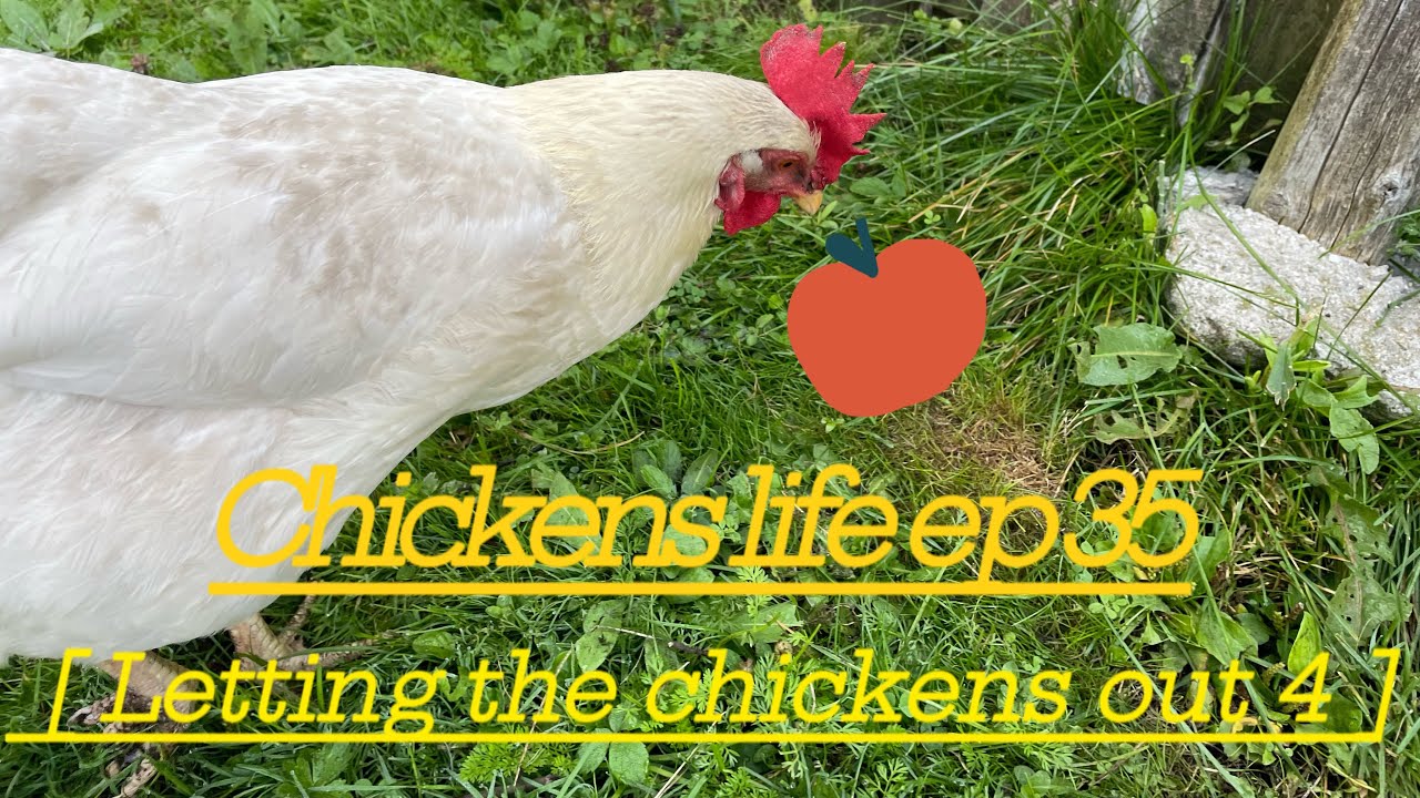 [Letting the chickens out 4 ] chickens life ep35 - YouTube