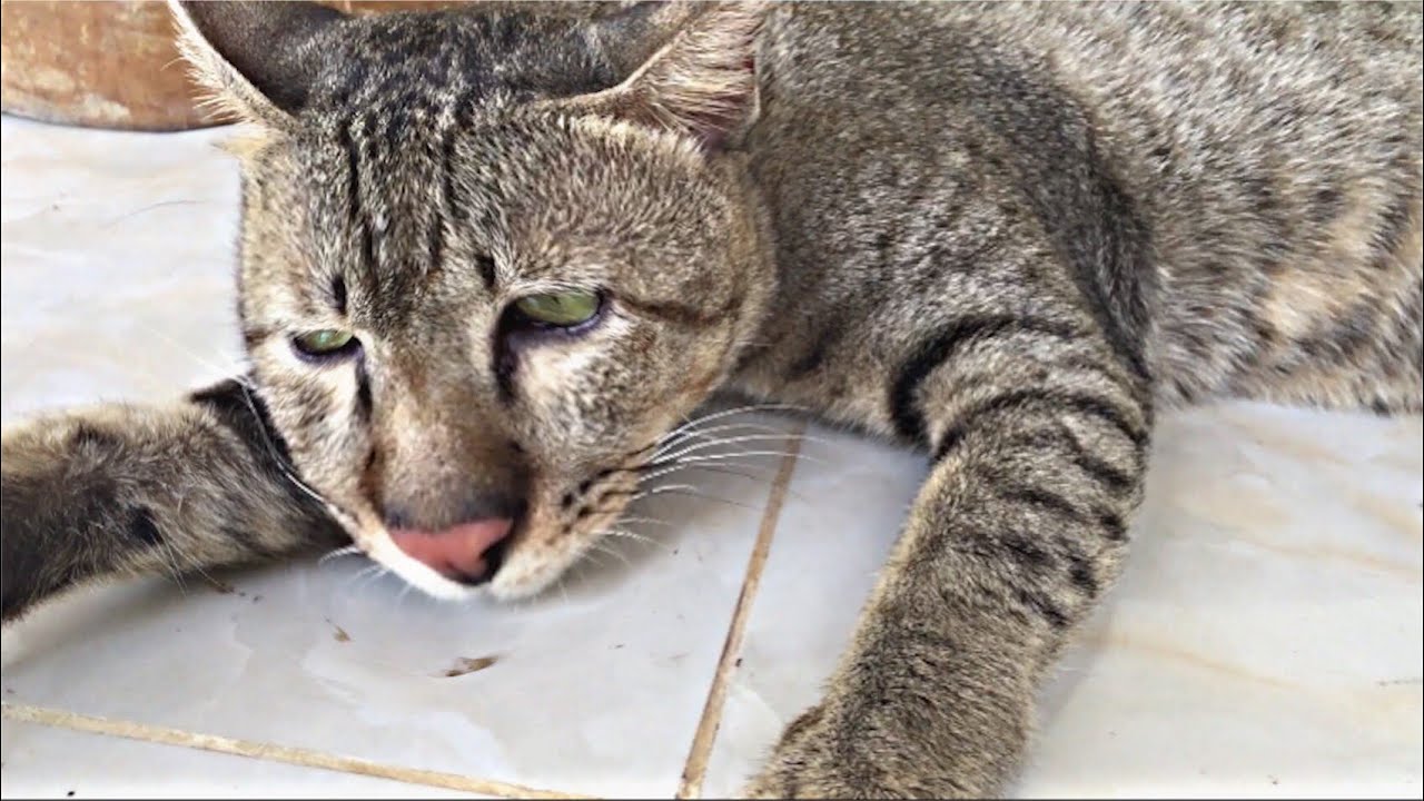 Poor cat very cute animal amazing - YouTube