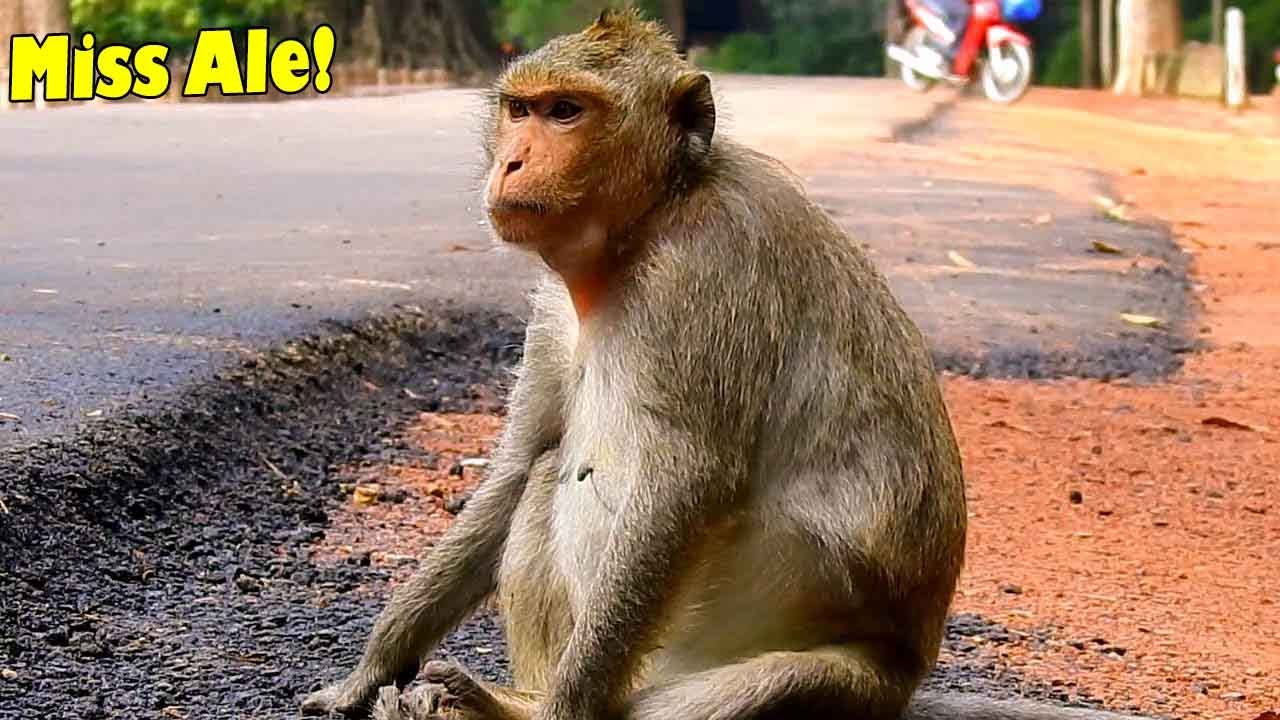 Breaking Heart! Poor Angel Often Sits Near To The Road And Waiting News ...