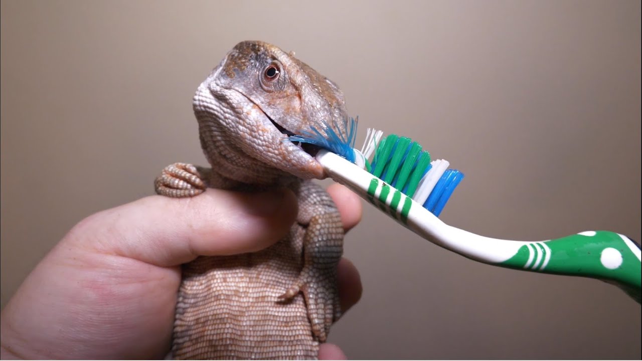 Savannah Monitor Teeth