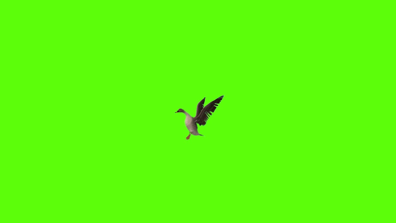 Bird Fly Down green screen - YouTube
