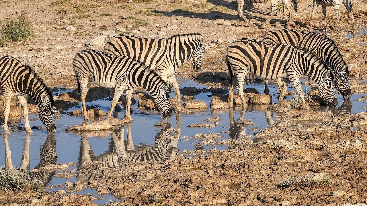 Namibia, the second game drive at Etosha National Park - YouTube