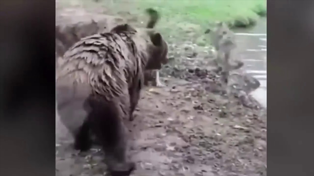 Bears Rip Wolf Apart at Zoo! **GRAPHIC** - YouTube