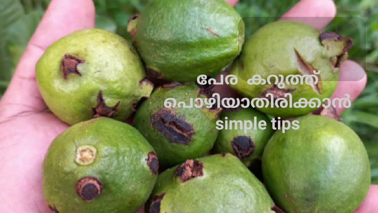പേര കറുത്ത് പൊഴിയാതിരിക്കാൻ simple tips # organic control measures on ...