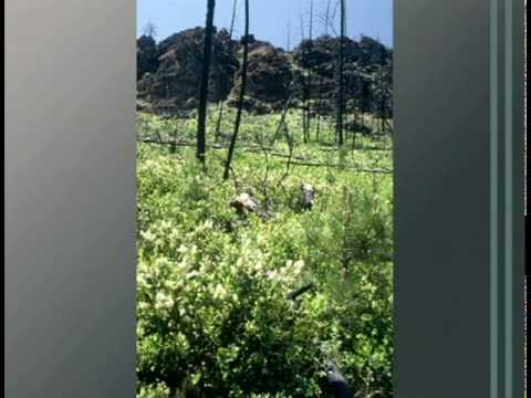 Understanding Landscape 13: Disturbance Ecology - YouTube