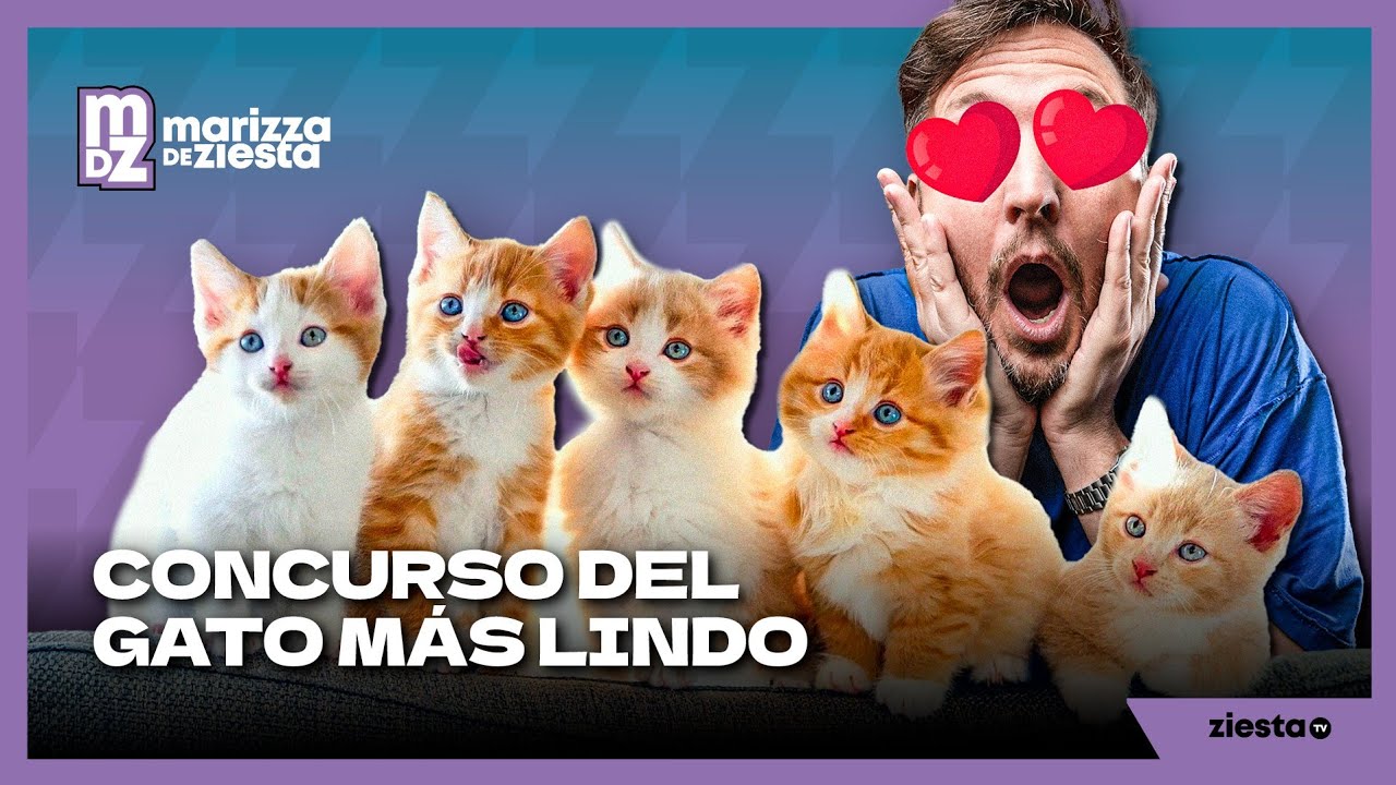 Concurso del gato más lindo (min 33) - YouTube