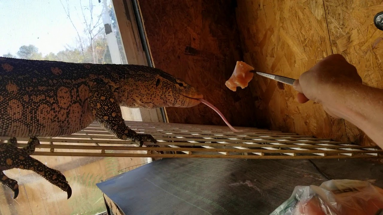 Ornate Nile monitor Eating Chicken - YouTube