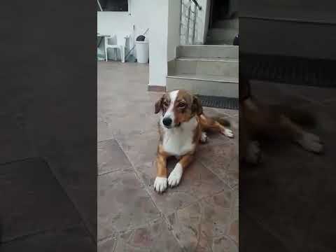 Charoula - April 2020 - 1 - YouTube